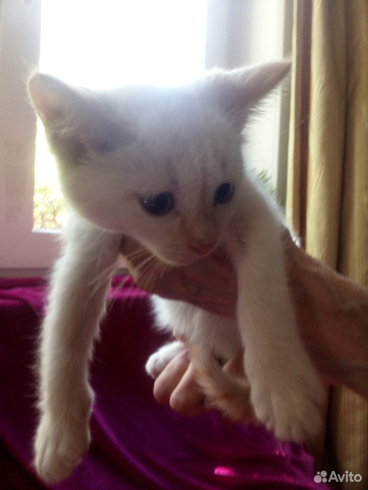 Котенок