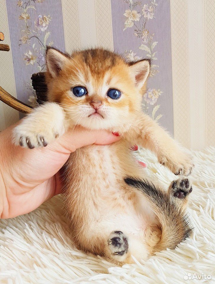 Великолепный плюшевый золотой котик