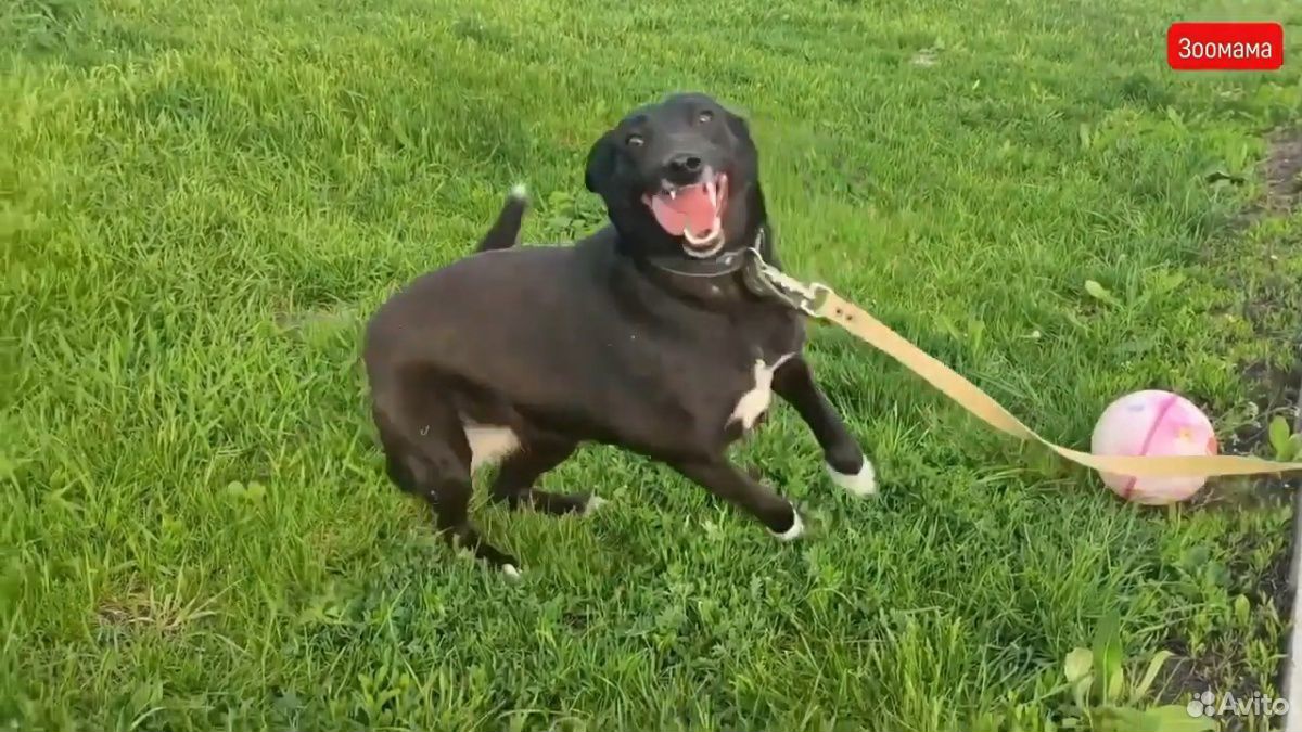 Нюша и Ксюша