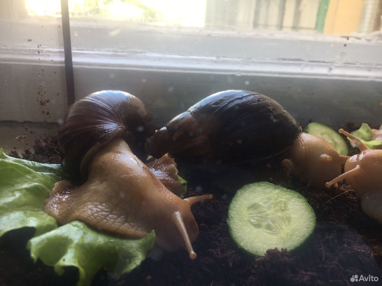 Ахатины большие красивые