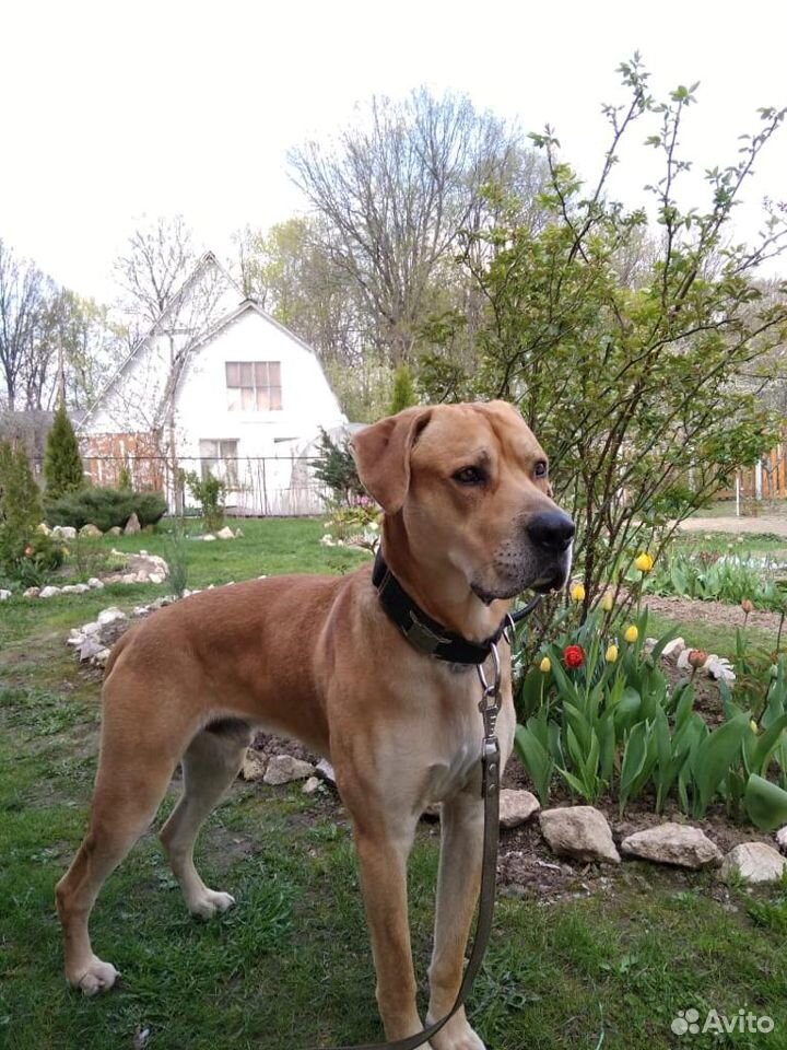 Собака Алано