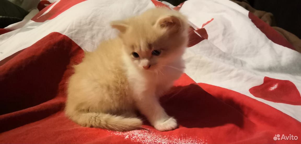 Котёнок кот