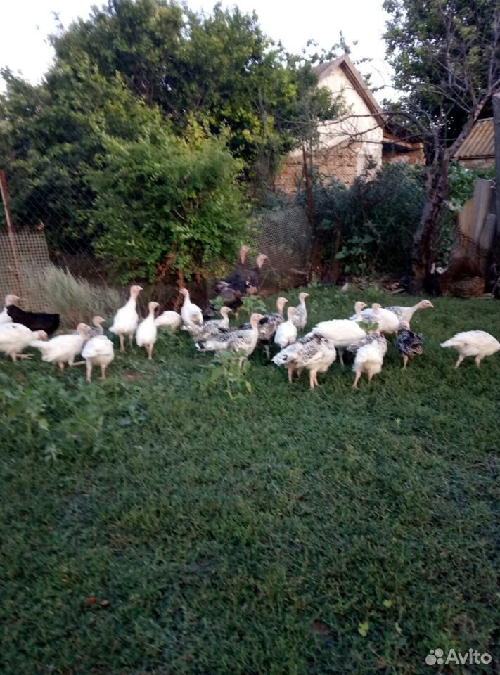 Продам оптом индюшат