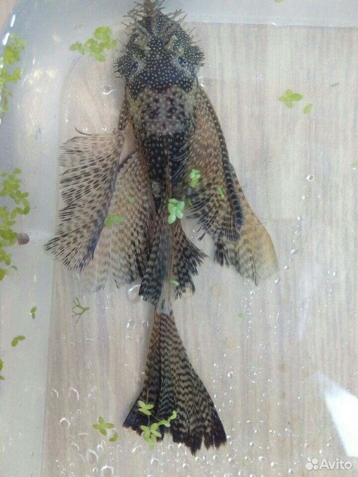 Анцирус вуалевый самец и 2 самки