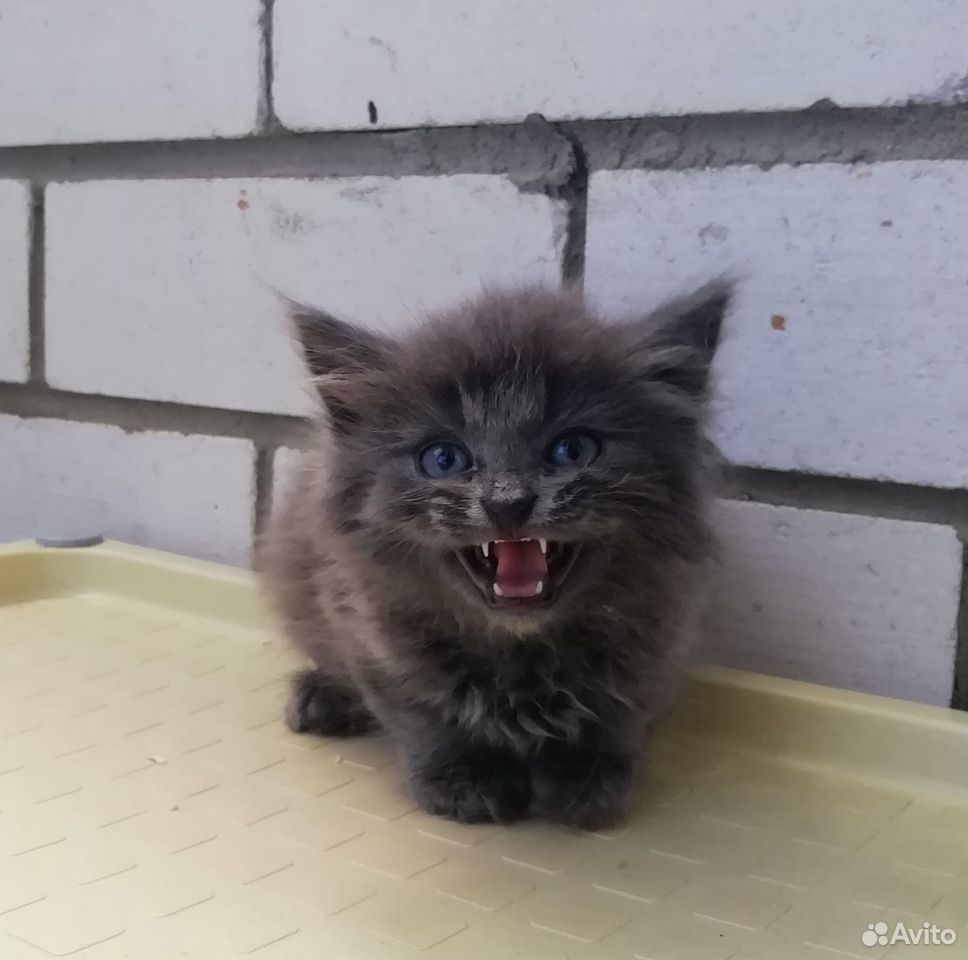 Малышка очаровашка в ответственные ручки