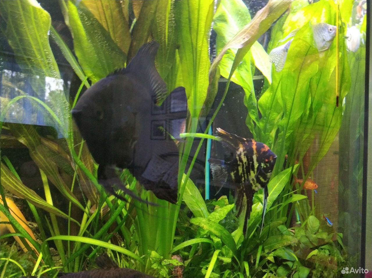 Аквариумные рыбы