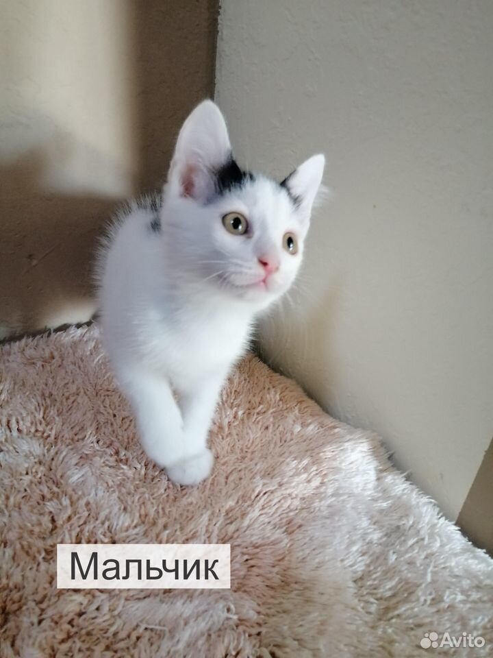 Котятки, 2 мес, мальчик и девочка