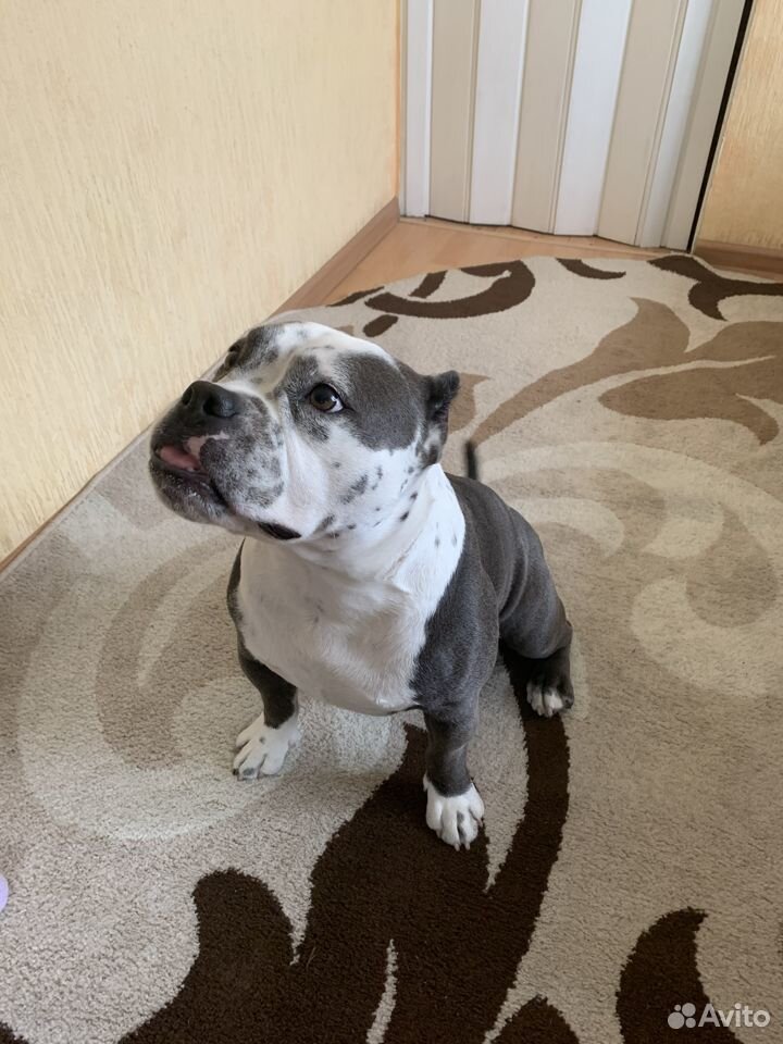 Американский Булли Кобель Вязка