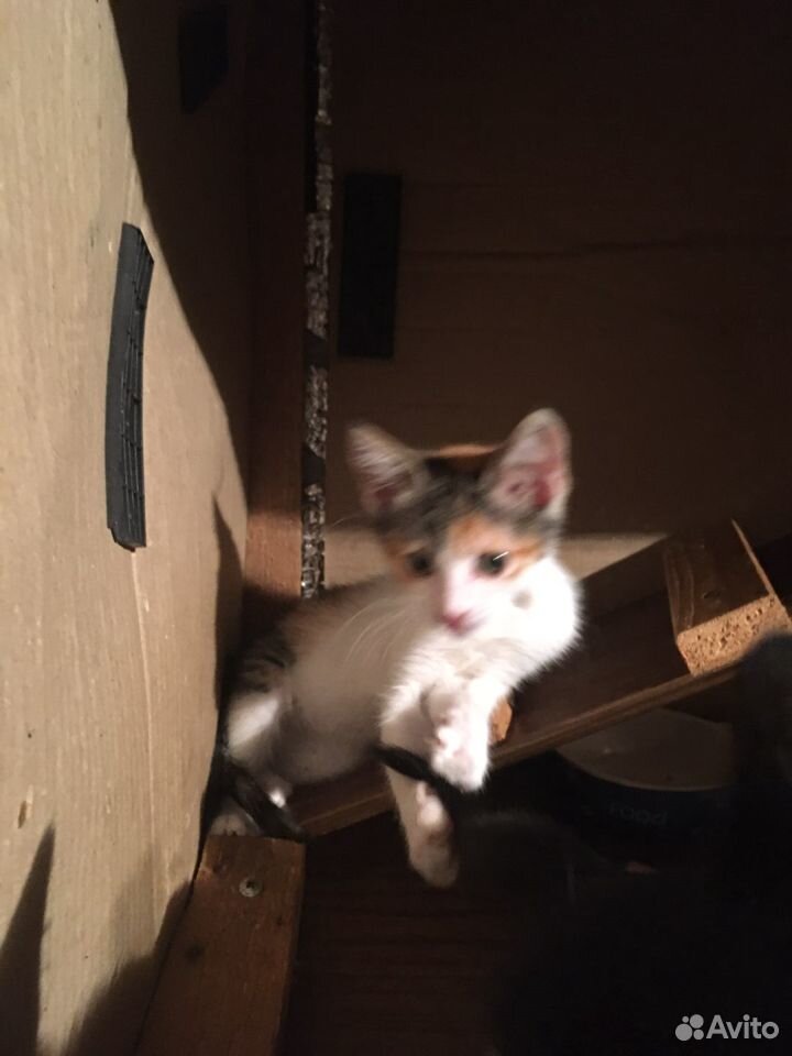 Котята