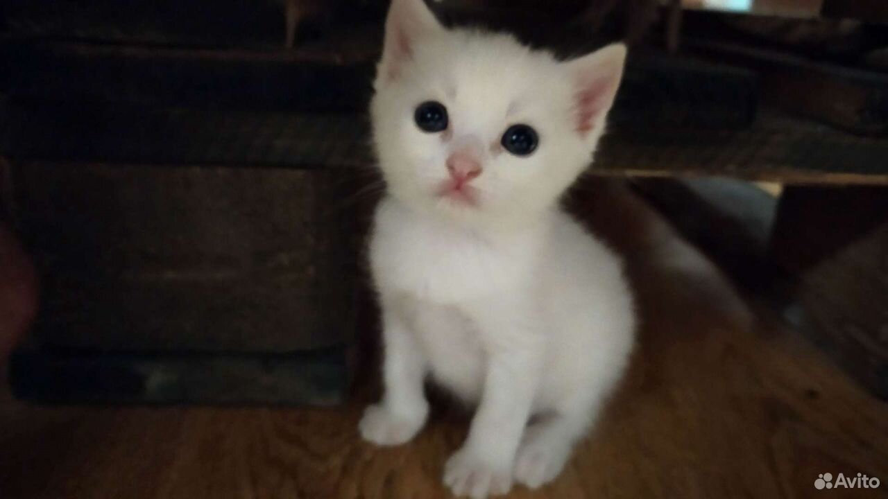 Два котенка.Мальчик и девочка.От Турецкой ангорки