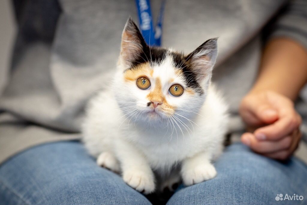 Котёнок в добрые руки