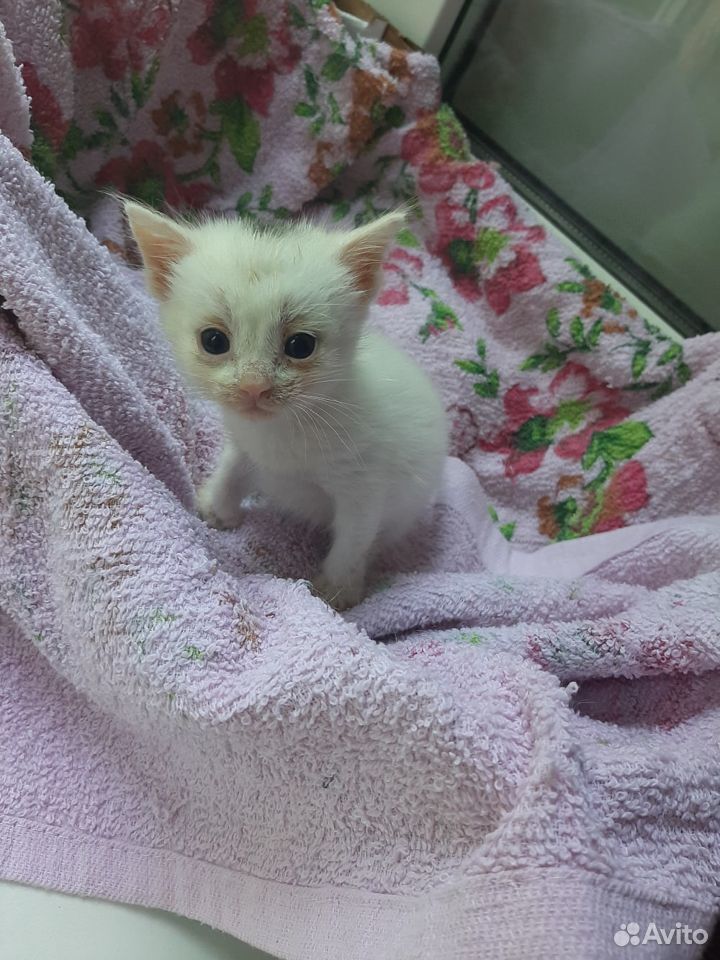 Отдам в добрые руки