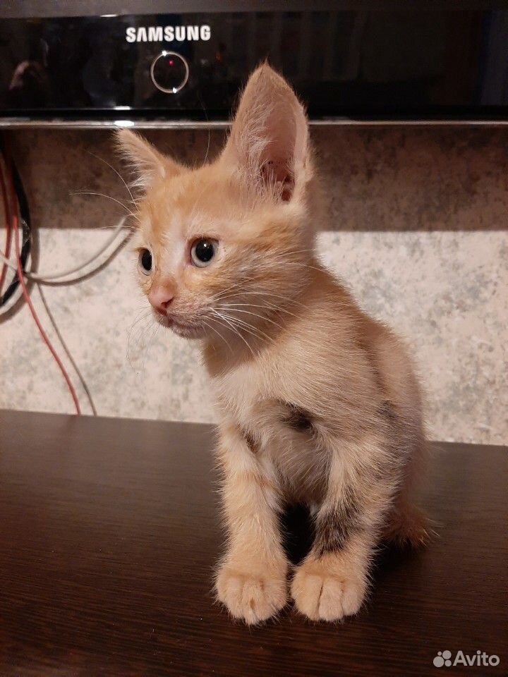 Отдам котят в добрые руки