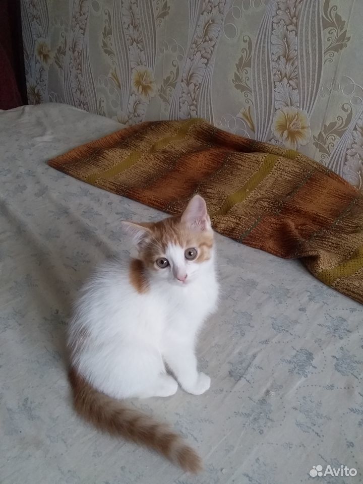 Котенок-мальчик, спокойный