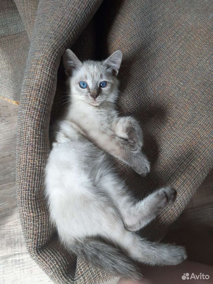 Котенок