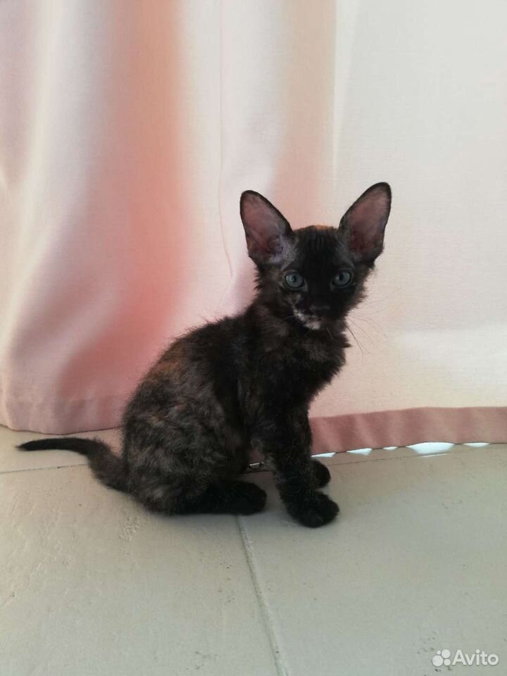 Донской сфинкс