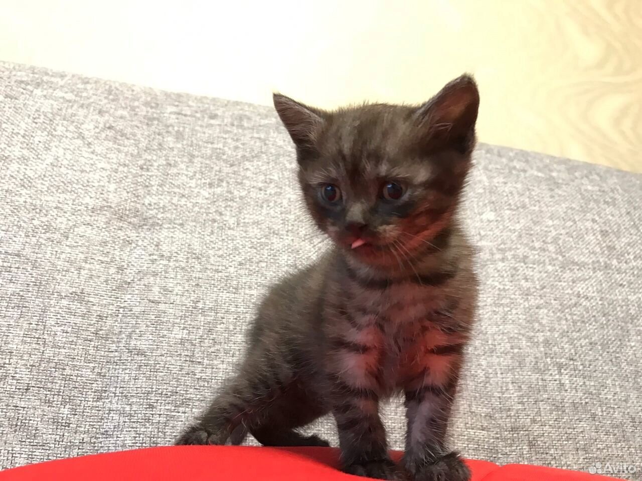 Шотландский страйт