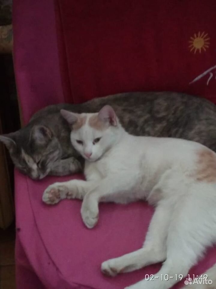 Кошка