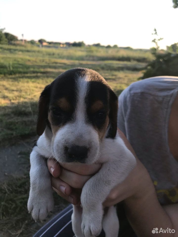 Продаю щенков эстонской гончей