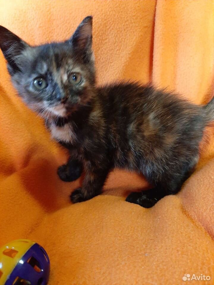 Котенок- девочка 1.5 мес