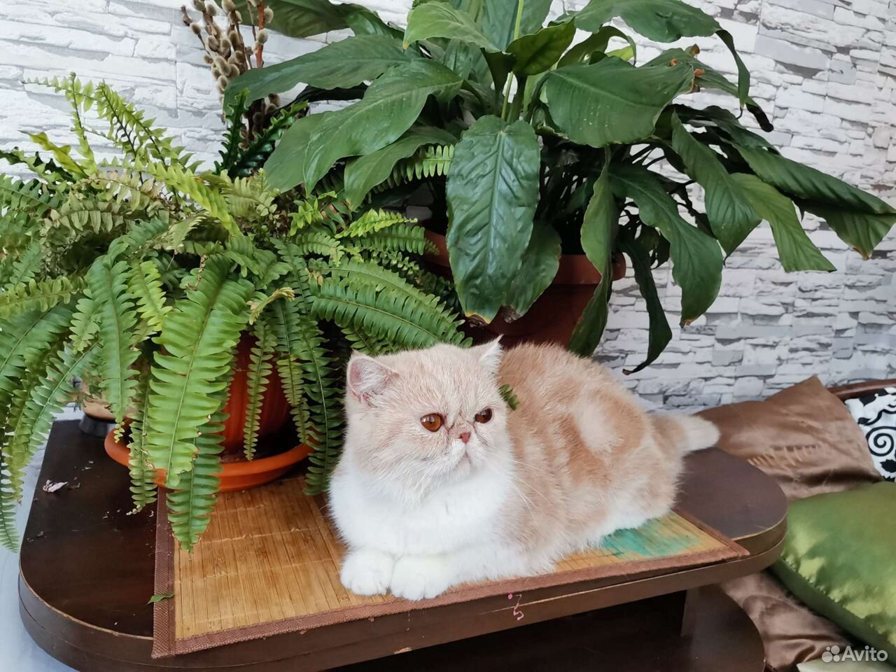 Кошечка экзотической породы, ей 7 мес. она ласкова