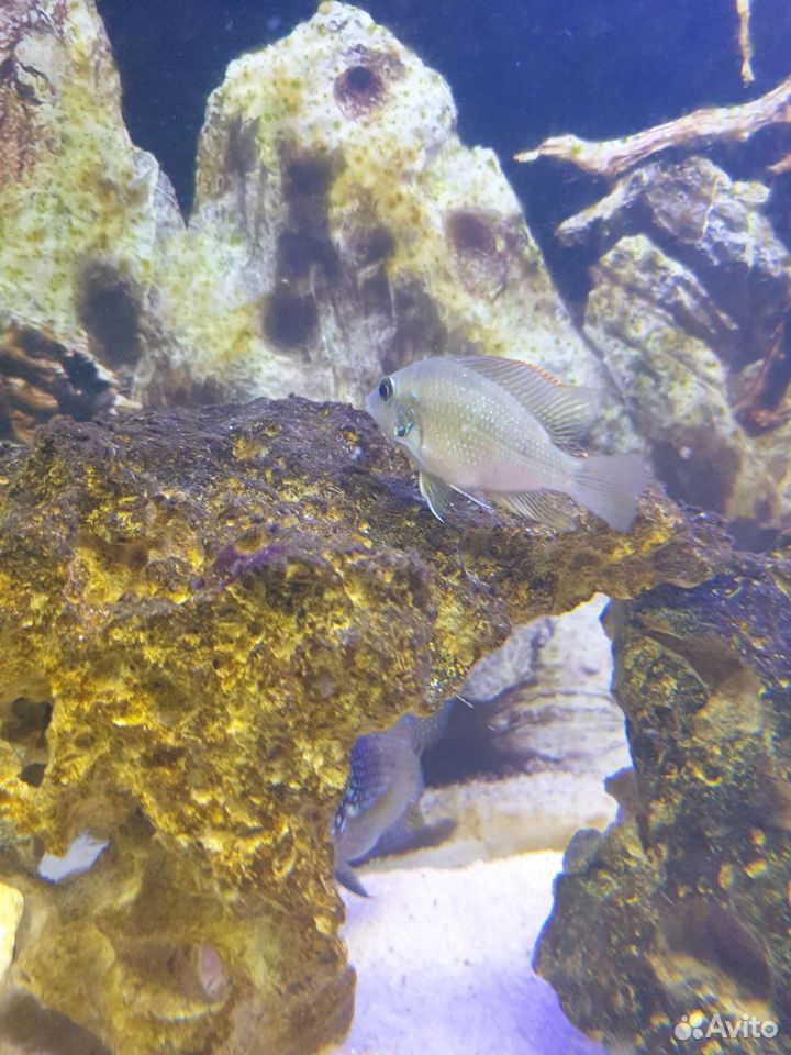 Эллиота и Меека