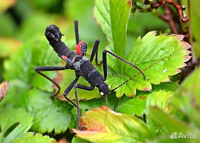 Перуанский палочник (Кордильерский)