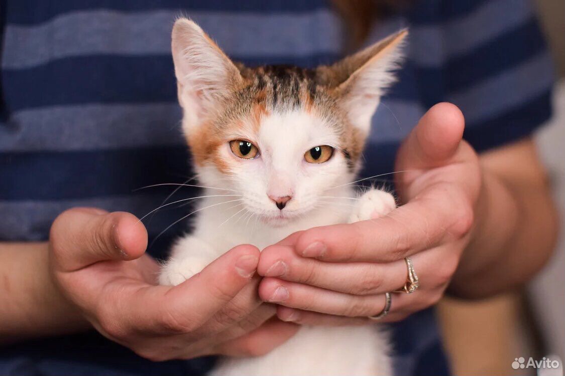 Котенок Конфетка - прелестная, трогательна девочка