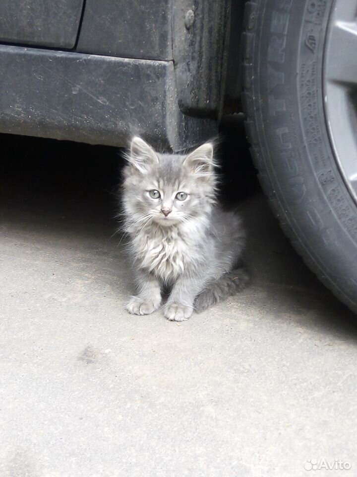 Котёнок Сапфир 2 мес