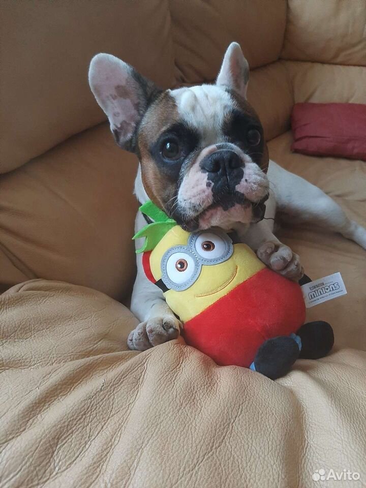 Французский бульдог