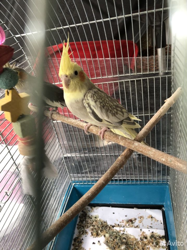 Попугай Карелла