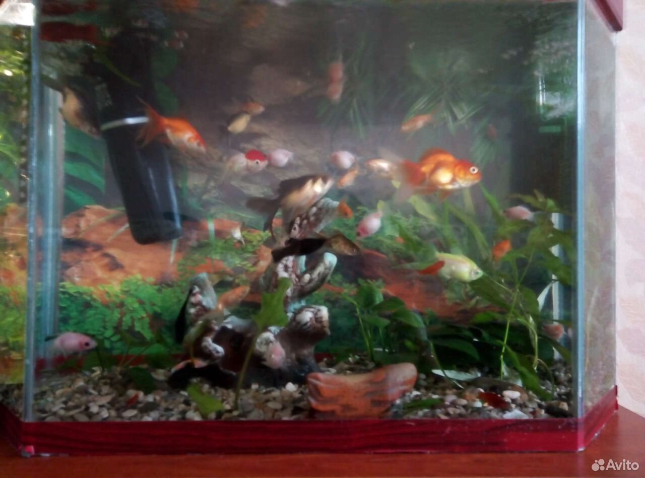 Золотые рыбки обмен