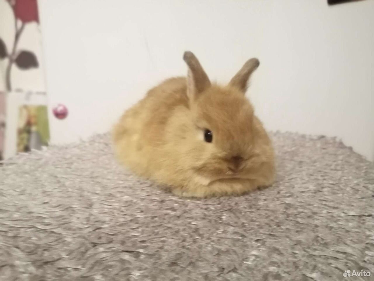 Крольчата декоративные маленькие