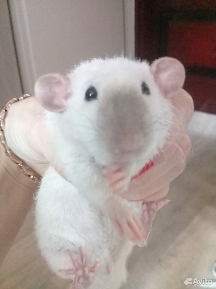 Крыса + клетка