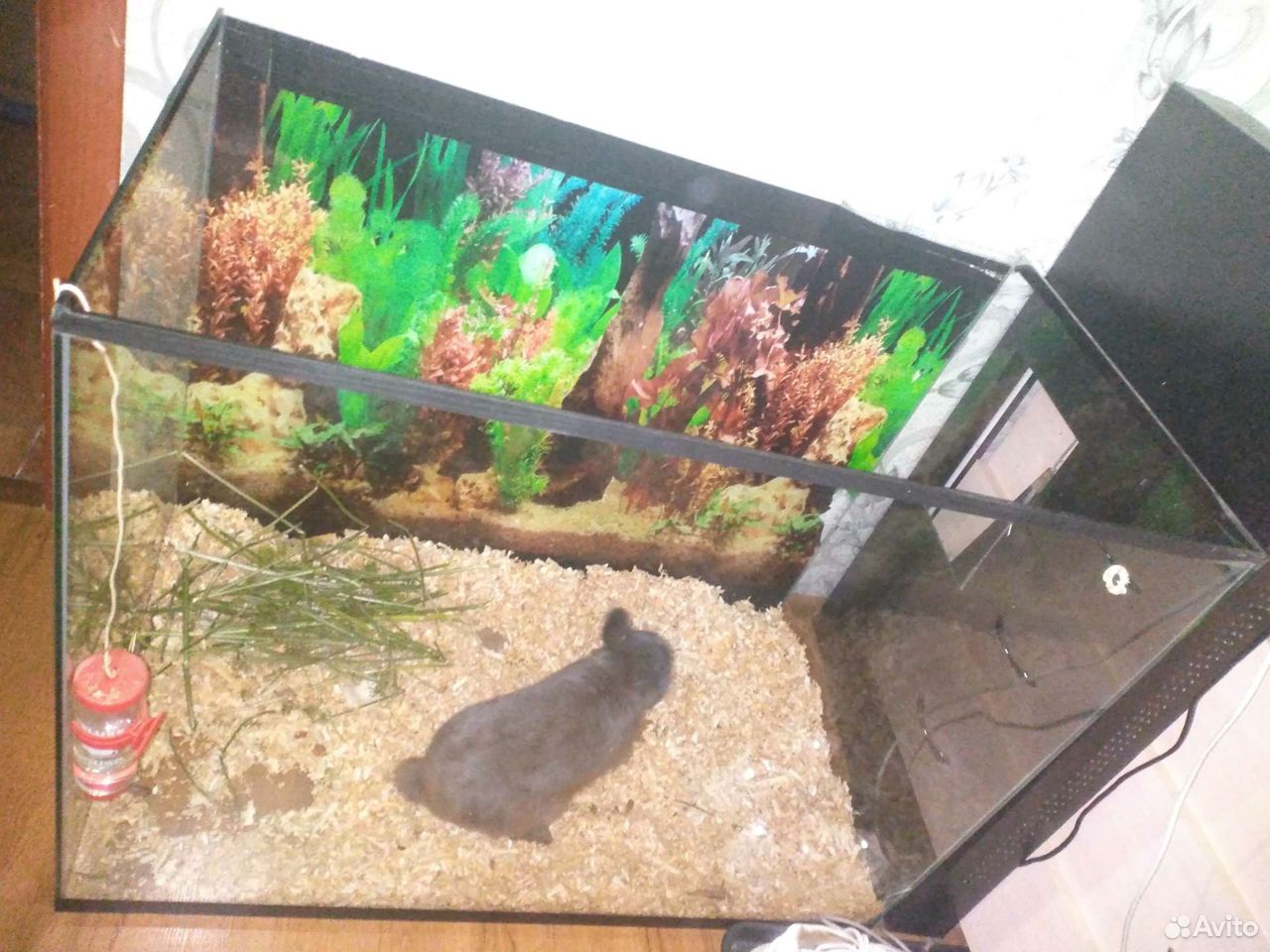 Кролик