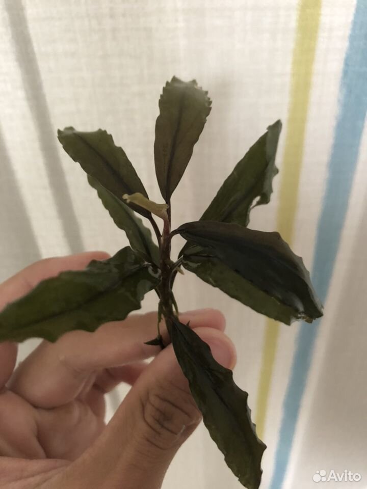 Буцефаландры