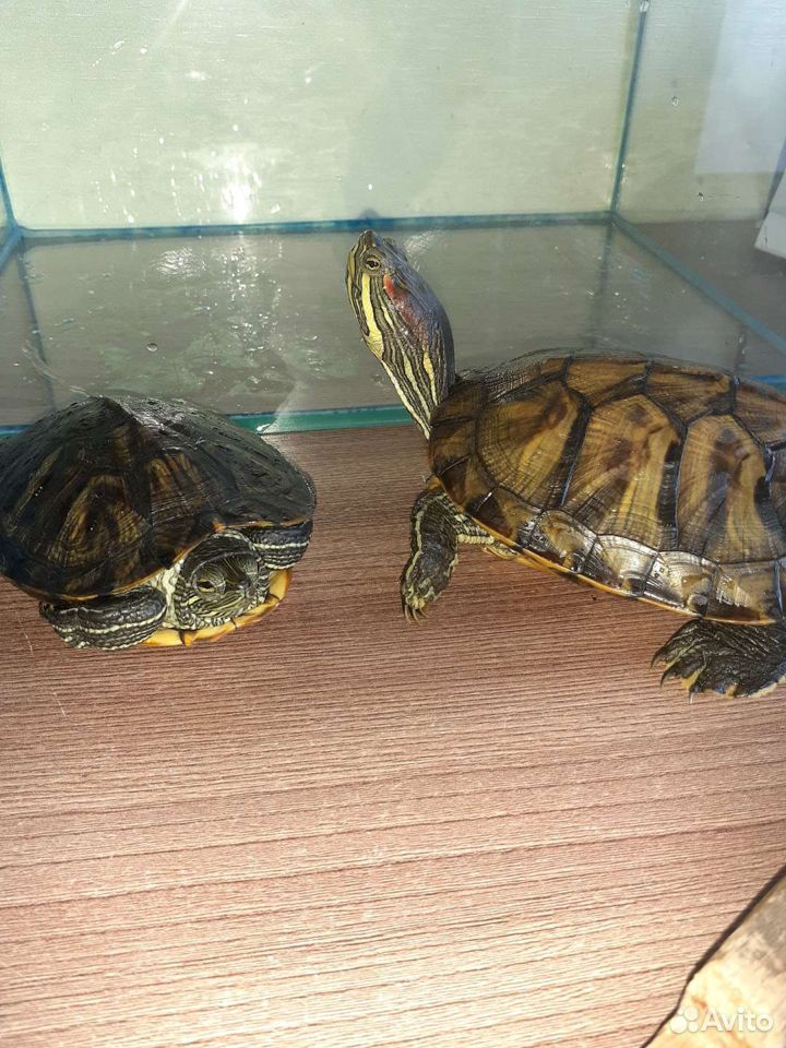 Черепахи