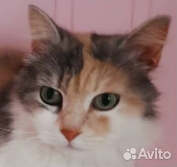 Трехцветная кошка сибирская кошка Нелли, 3 года
