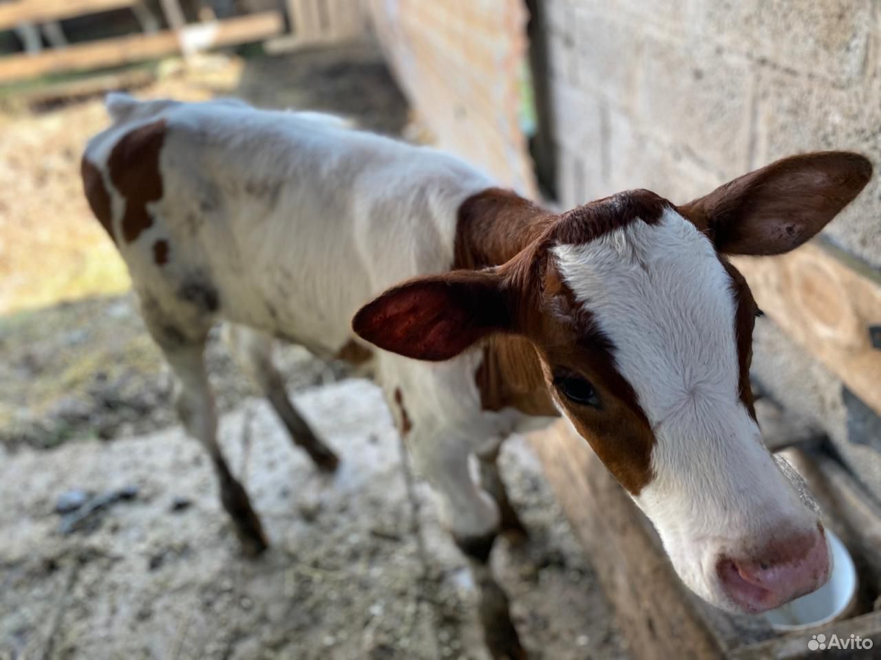 Телята 5 и 2 месяца