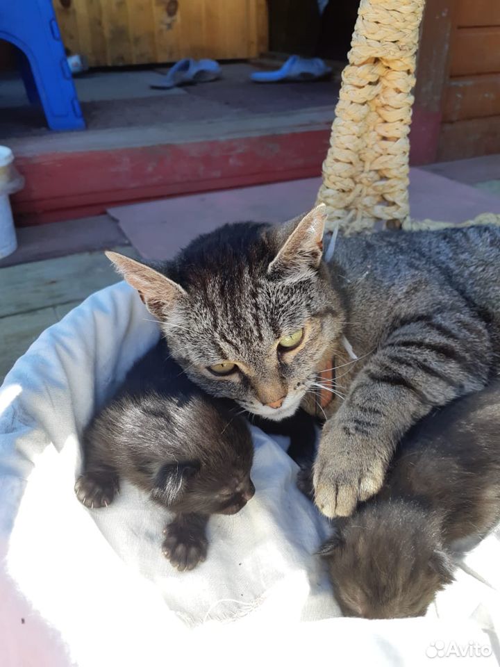 Кошка