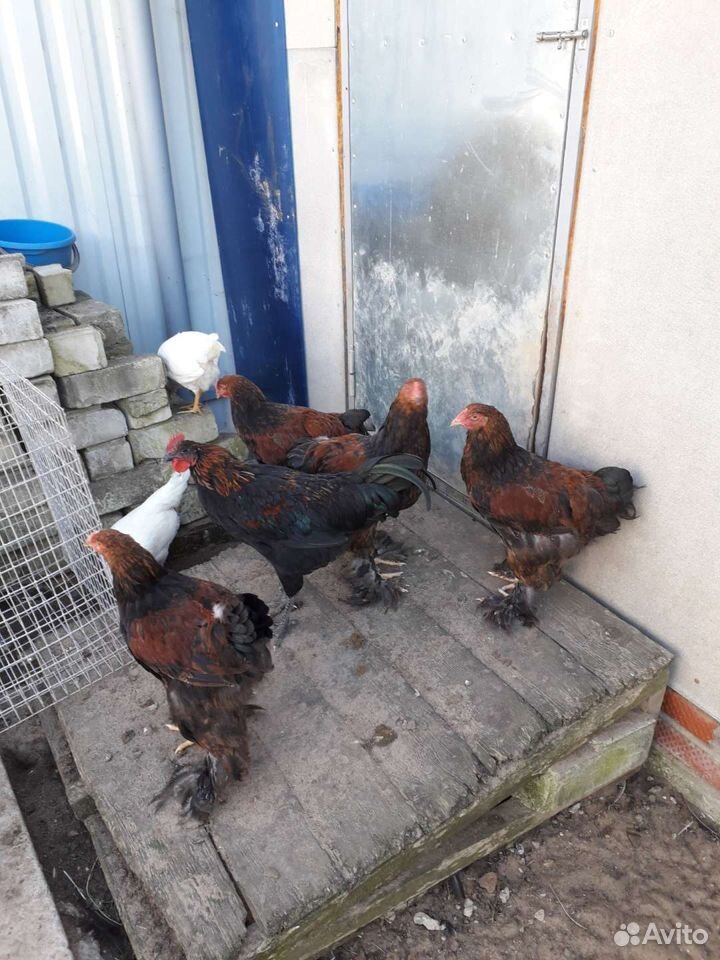 Петух породы Брама и Австролорп