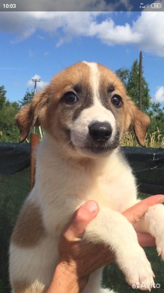 Щенок улыбака 2 месяца