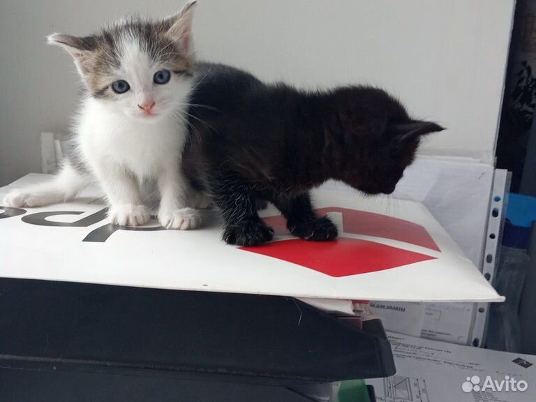 Два котенка-братик и сестрёнка