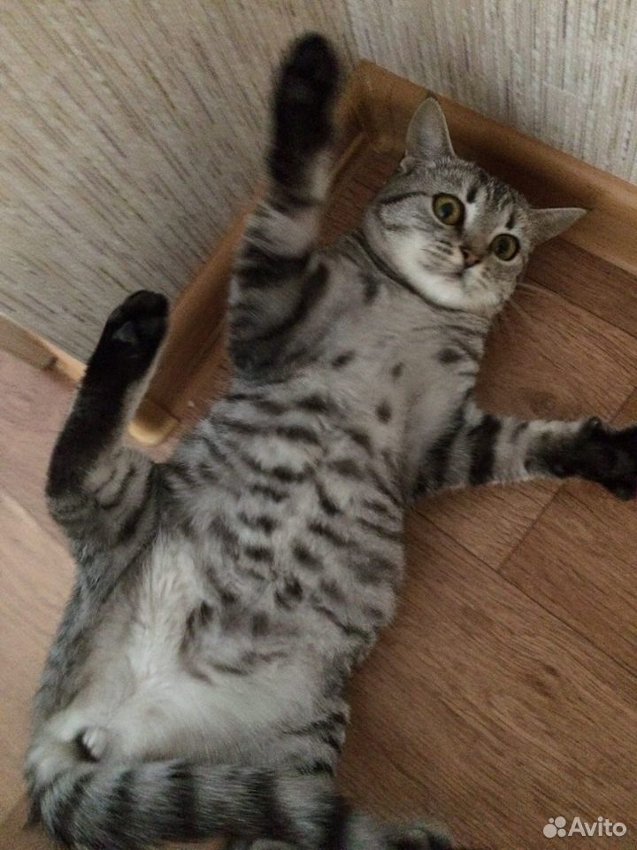 Кошка британская