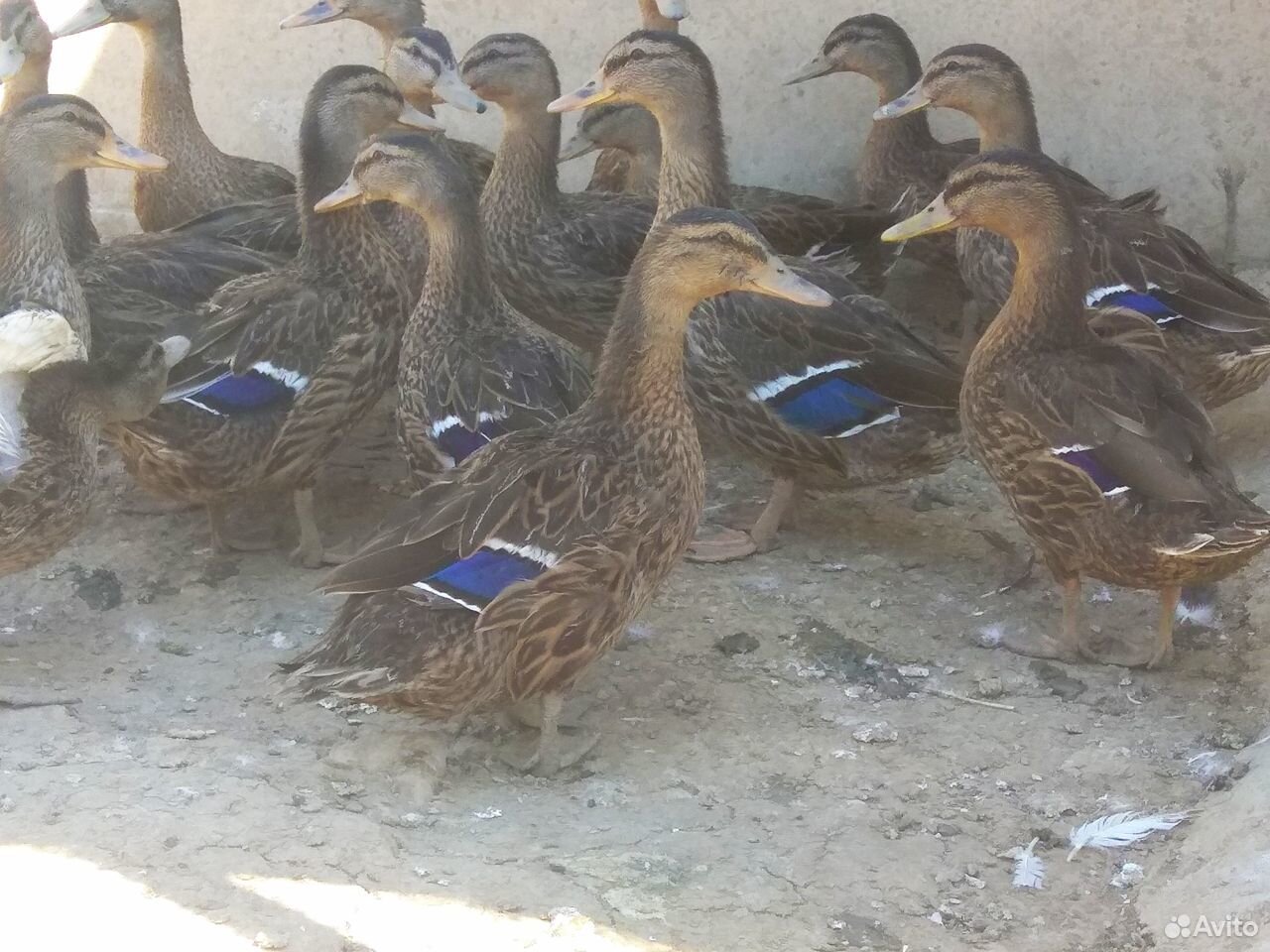 Кряква, подсадная утка