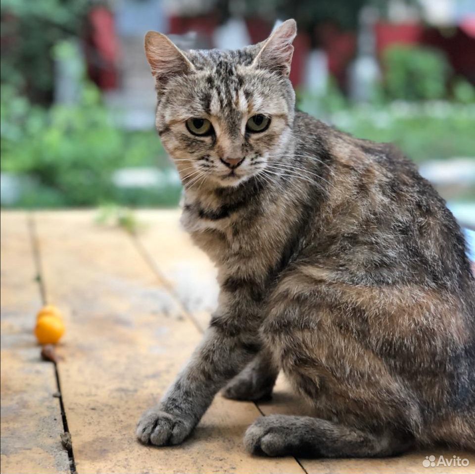 Европейская кошка Фифа, стерилизована