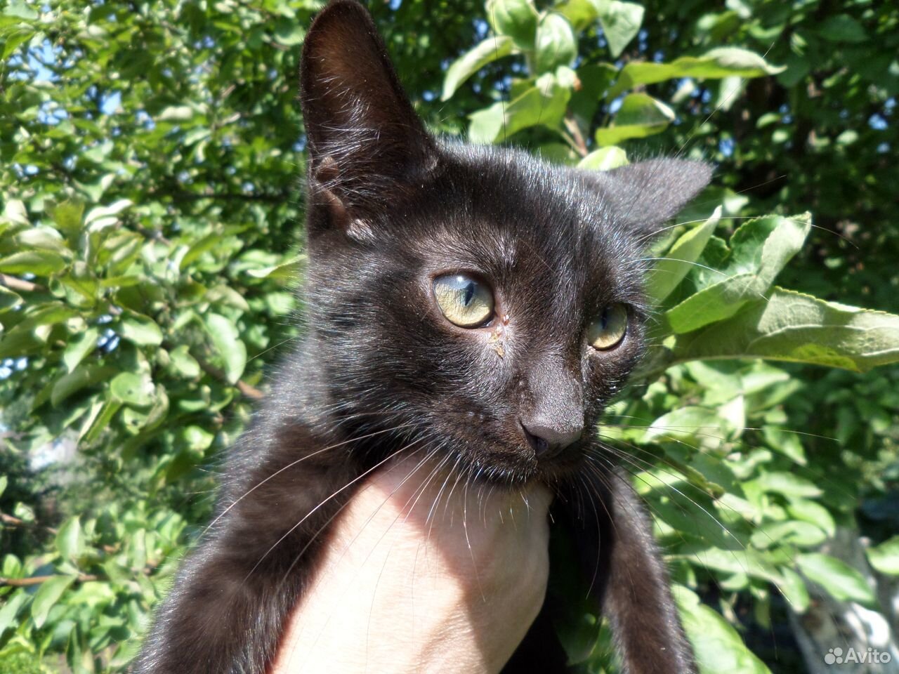 Котик чёрный в Ласковые руки