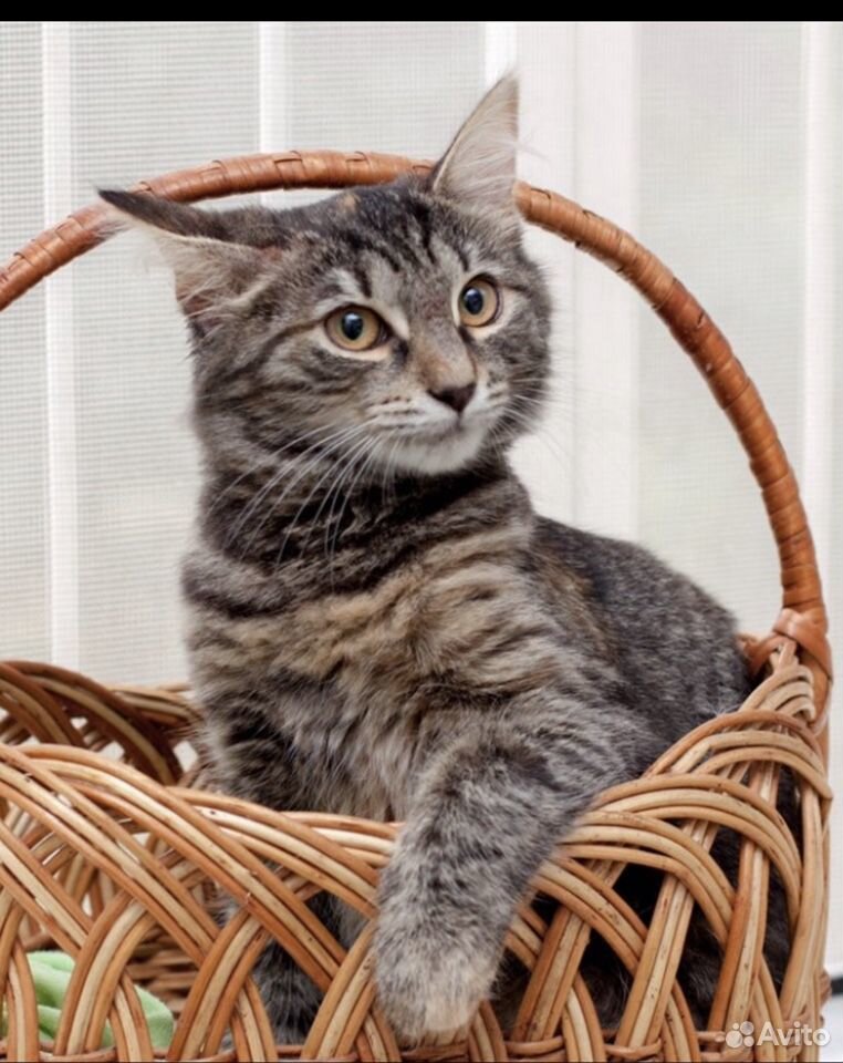 Красавица котёнок Варенька 3,5 месяца в добрые рук