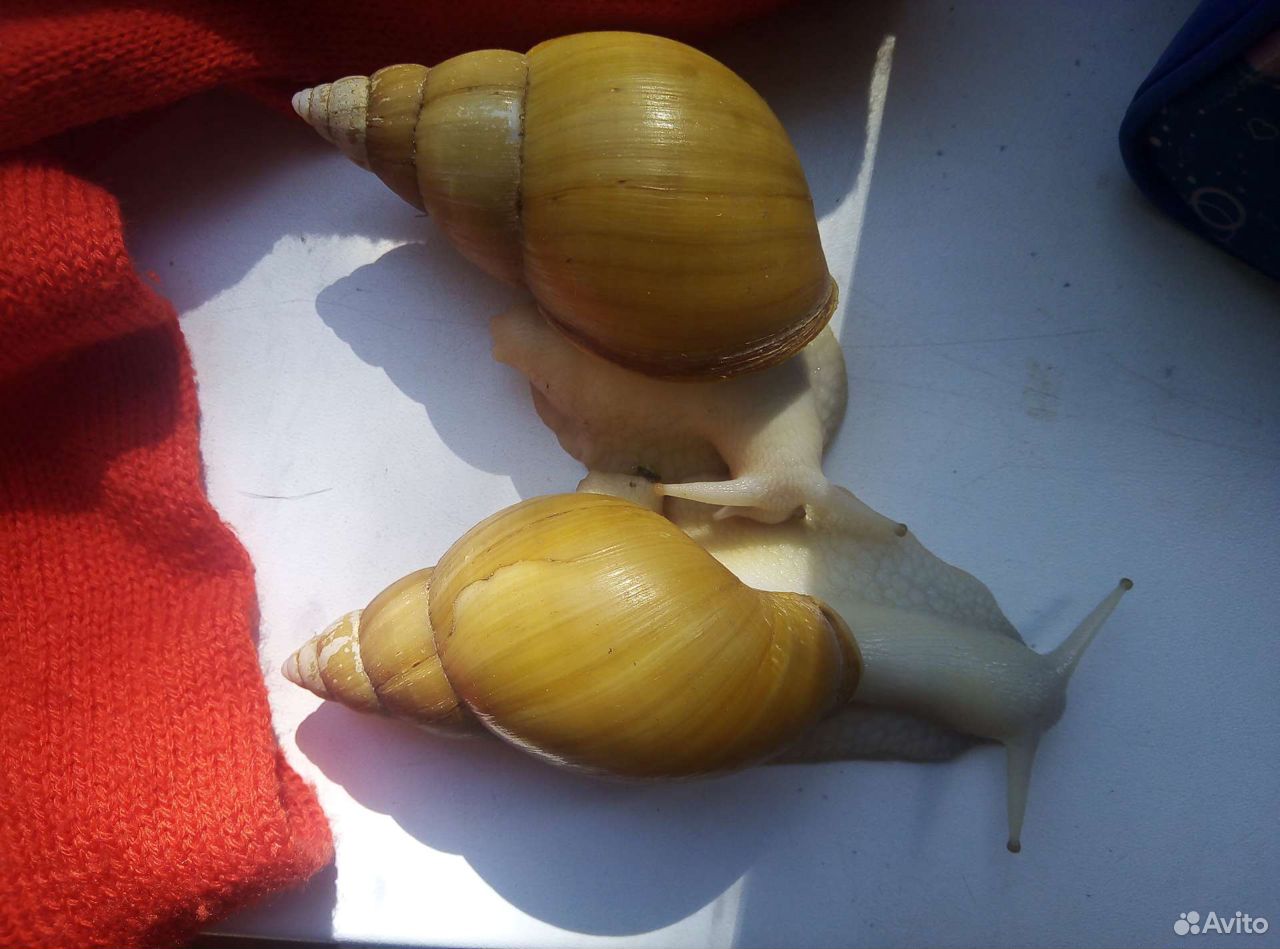 Улитки ахатина фулика