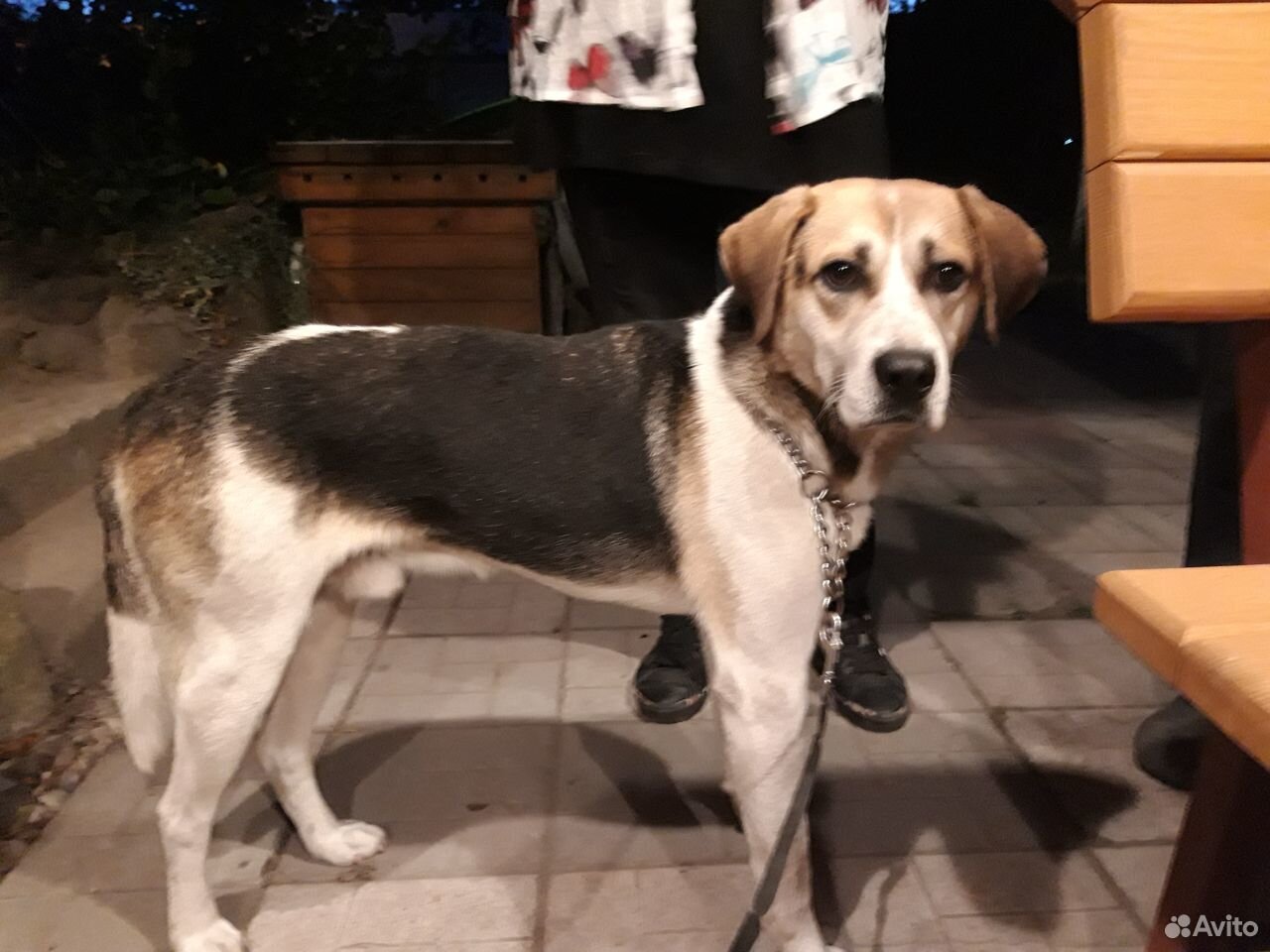 Отдам в добрые руки английского фокс хаунда